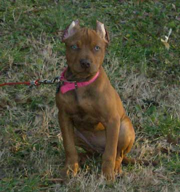 Gentry's Bryant's Dixieland Delight - Female Red Nose American Pit Bull ...