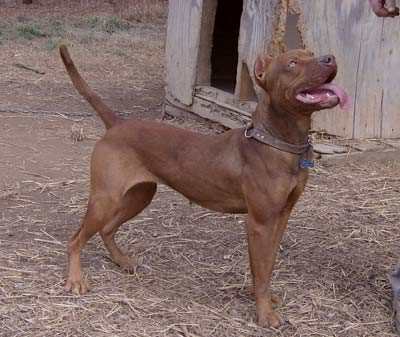 Gentry's Bryant's Dixieland Delight - Female Red Nose American Pit Bull ...