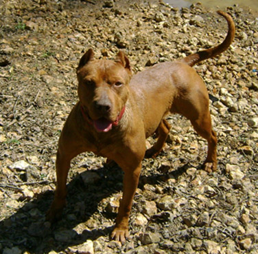 Gentry's Bryant's Dixieland Delight - Female Red Nose American Pit Bull ...