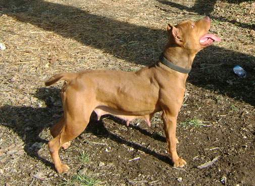 Gentry's Bryant's Dixieland Delight - Female Red Nose American Pit Bull ...