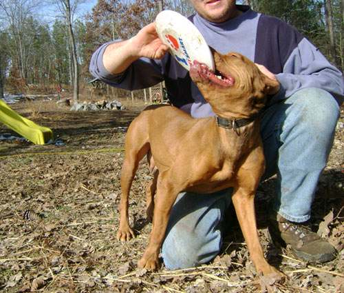Gentry's Bryant's Dixieland Delight - Female Red Nose American Pit Bull ...