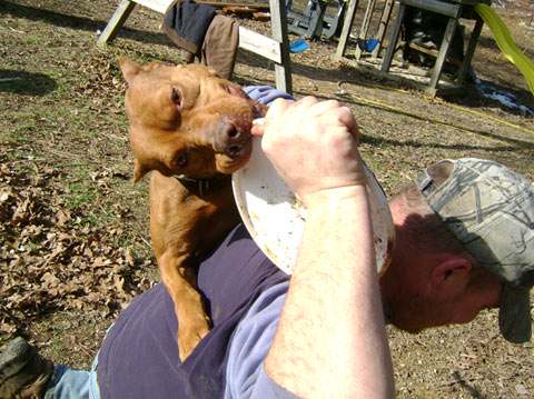 Gentry's Bryant's Dixieland Delight - Female Red Nose American Pit Bull ...