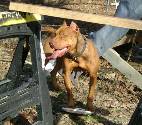 Gentry's Bryant's Dixieland Delight - Female Red Nose American Pit Bull ...