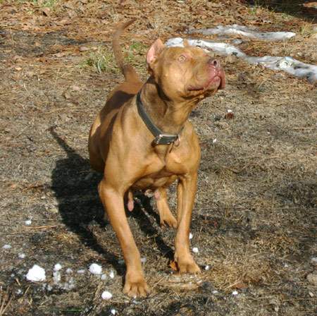 Gentry's Bryant's Dixieland Delight - Female Red Nose American Pit Bull ...