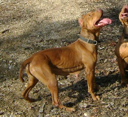 Gentry's Bryant's Dixieland Delight - Female Red Nose American Pit Bull ...
