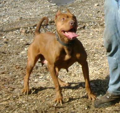 Gentry's Bryant's Dixieland Delight - Female Red Nose American Pit Bull ...