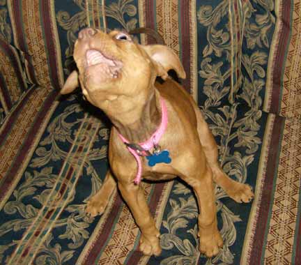 Gentry's Bryant's Dixieland Delight - Female Red Nose American Pit Bull ...