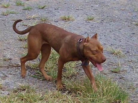 Gentry's Bryant's Dixieland Delight - Female Red Nose American Pit Bull ...